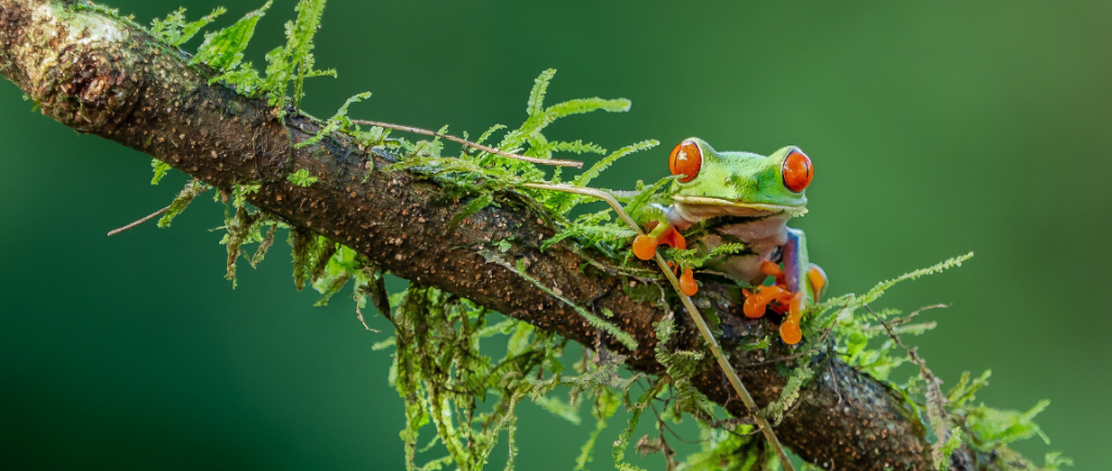 World Wildlife Day: 5 Really Wild Careers to Explore | Explore Careers ...