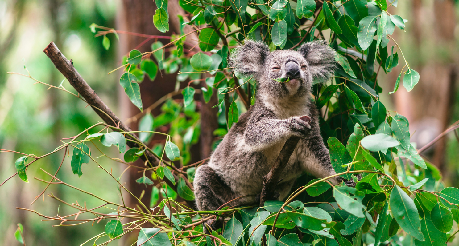 Biodiversity Month: Explore Australia’s Unique Biodiversity-Focused ...